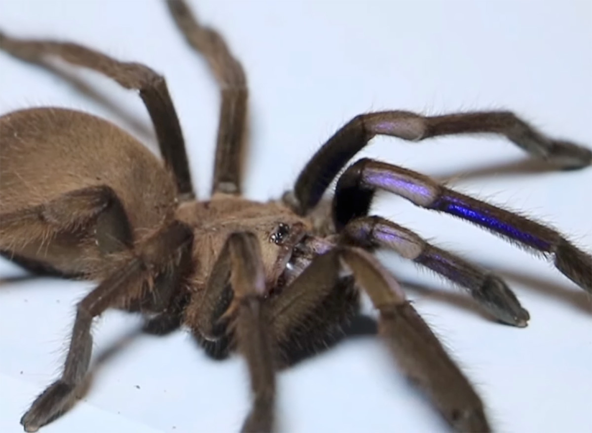 Electric Blue Tarantula First of Its Kind Discovered by Scientists