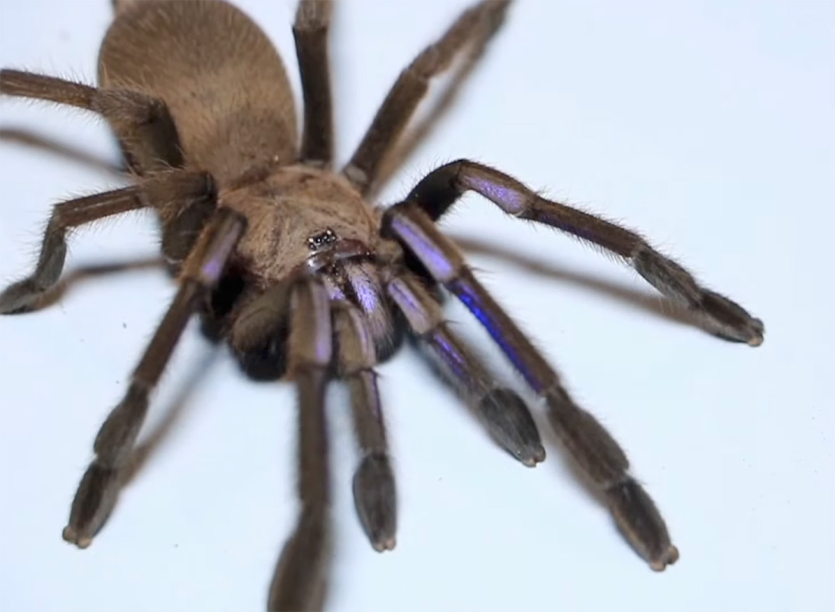 Electric Blue Tarantula First of Its Kind Discovered by Scientists