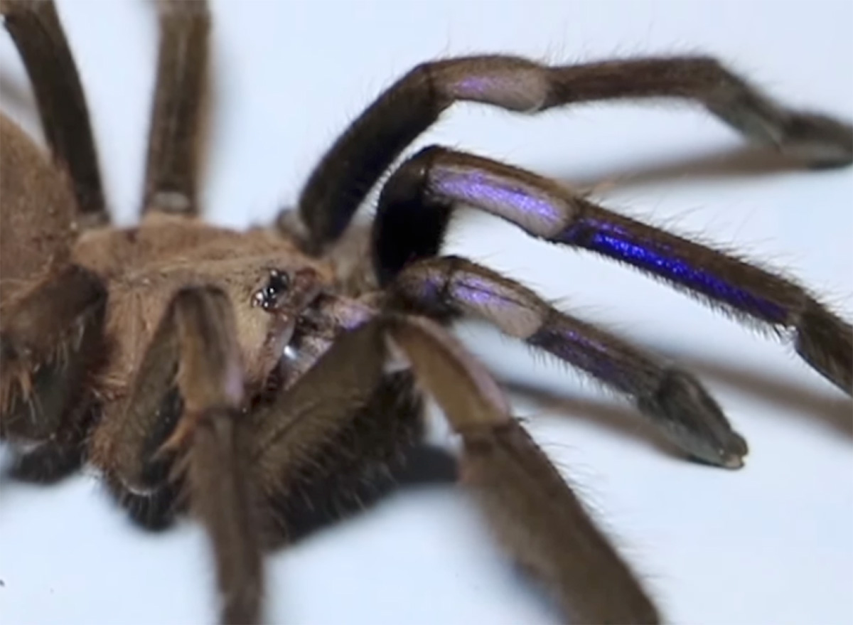 Electric Blue Tarantula First of Its Kind Discovered by Scientists