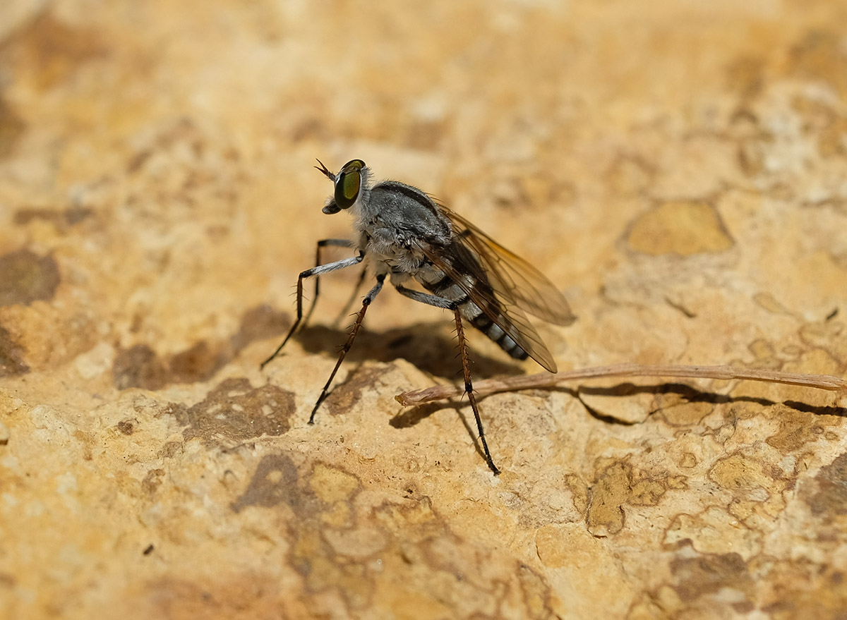 Tropical Skin Disease Hits America, Here’s How to Protect Yourself