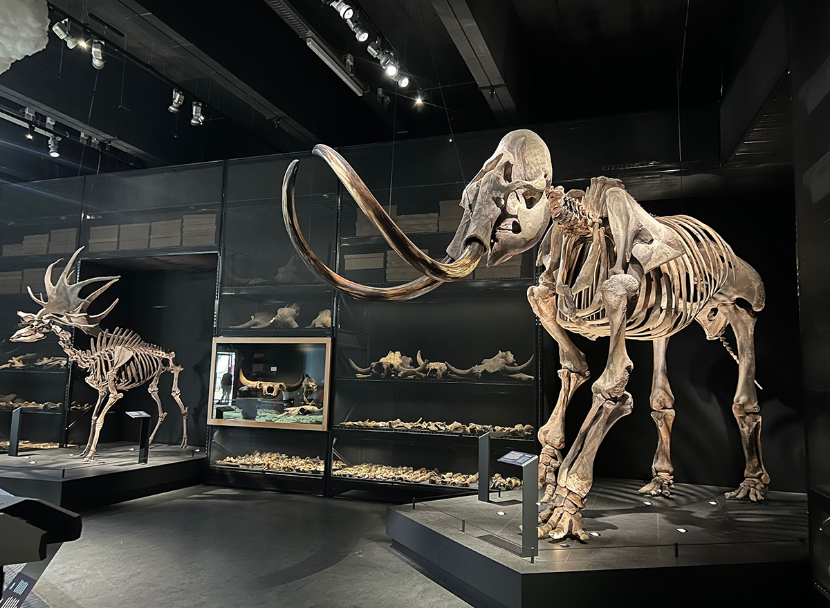 9 Extinct Animals That Will Blow Your Mind