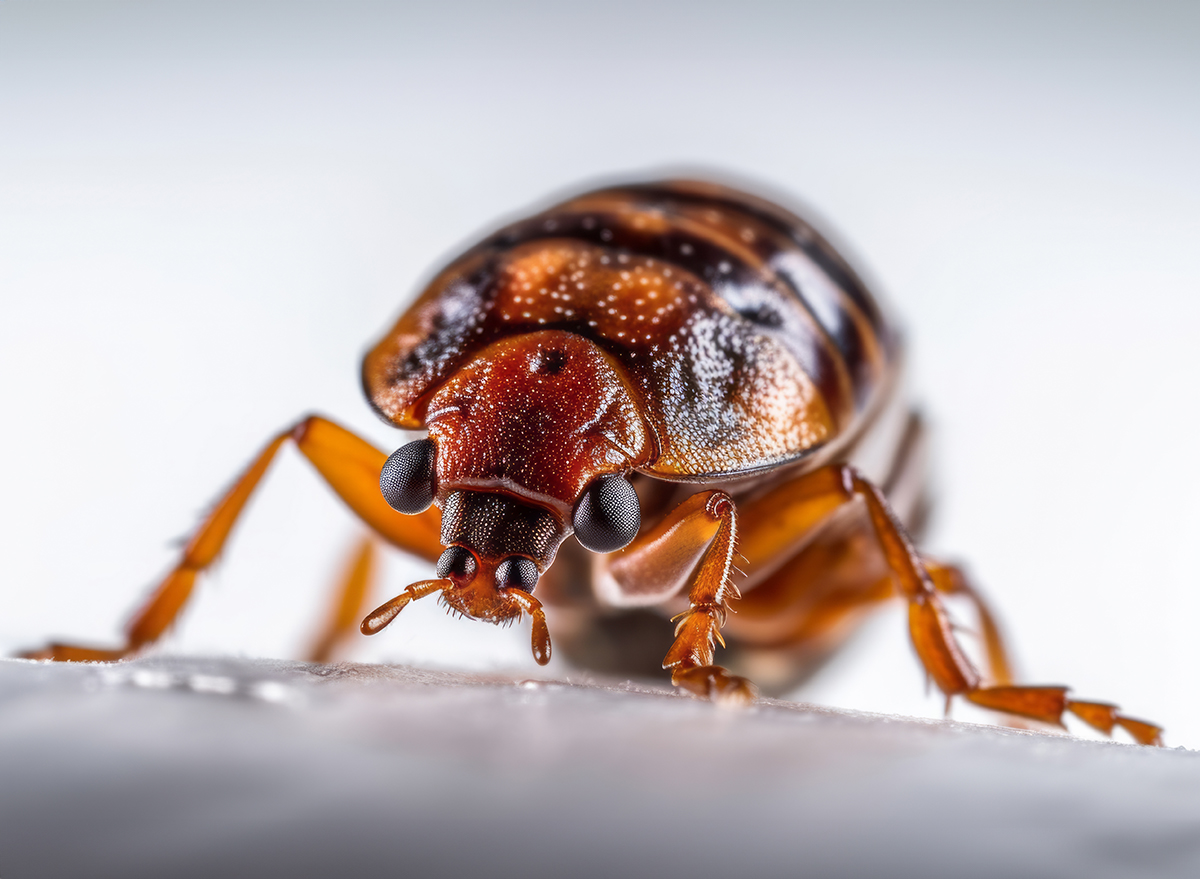 8 Warning Signs Bed Bugs Are Nearby, According to Experts